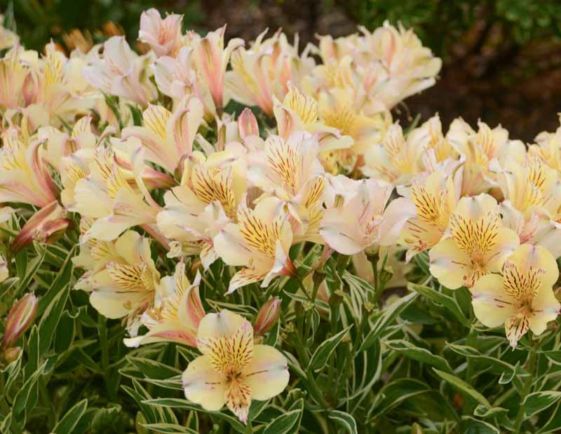 Alstroemeria 'Princess Fabiana' (Peruvian Lily)